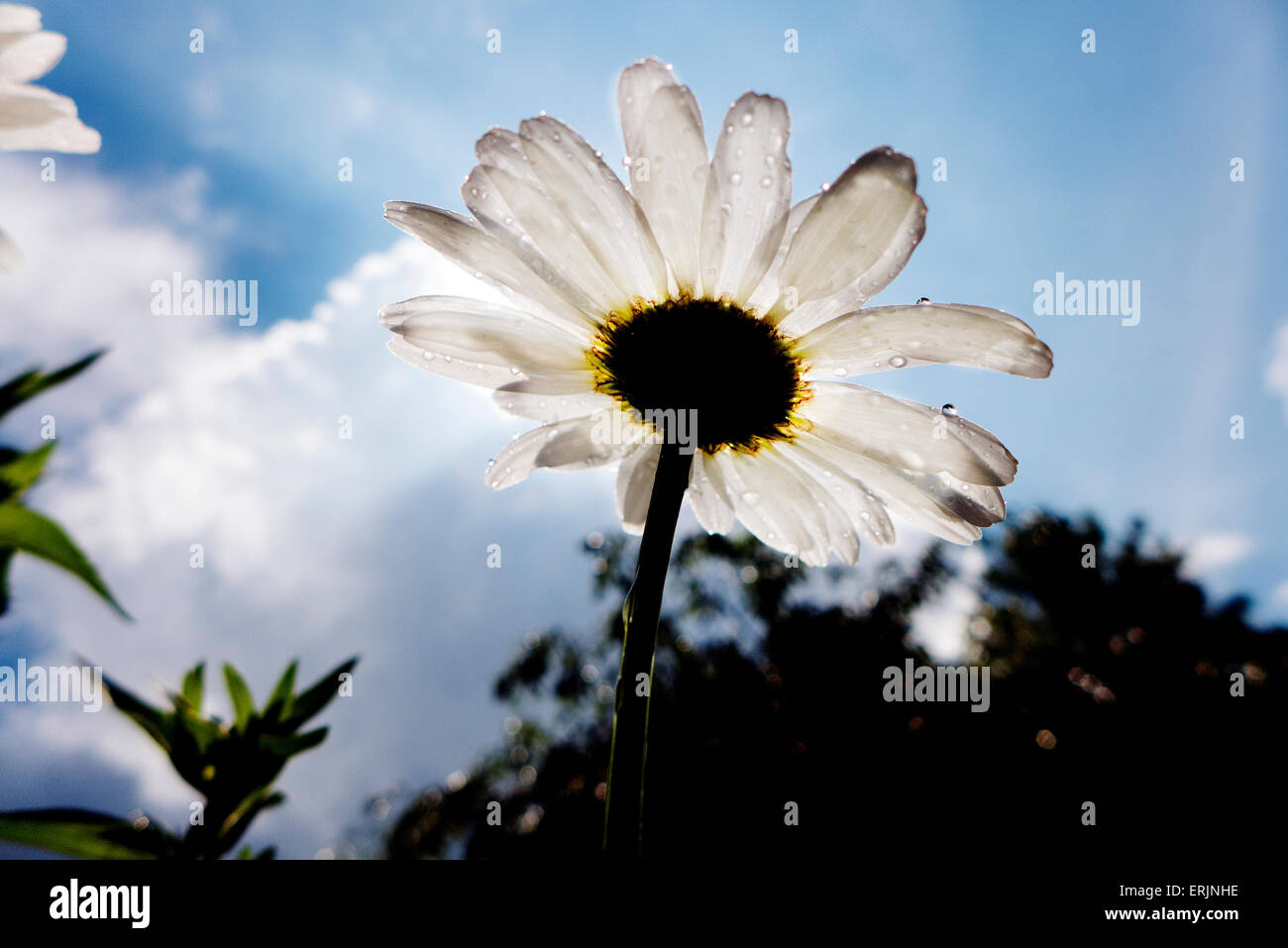 Daises flower hi-res stock photography and images - Alamy