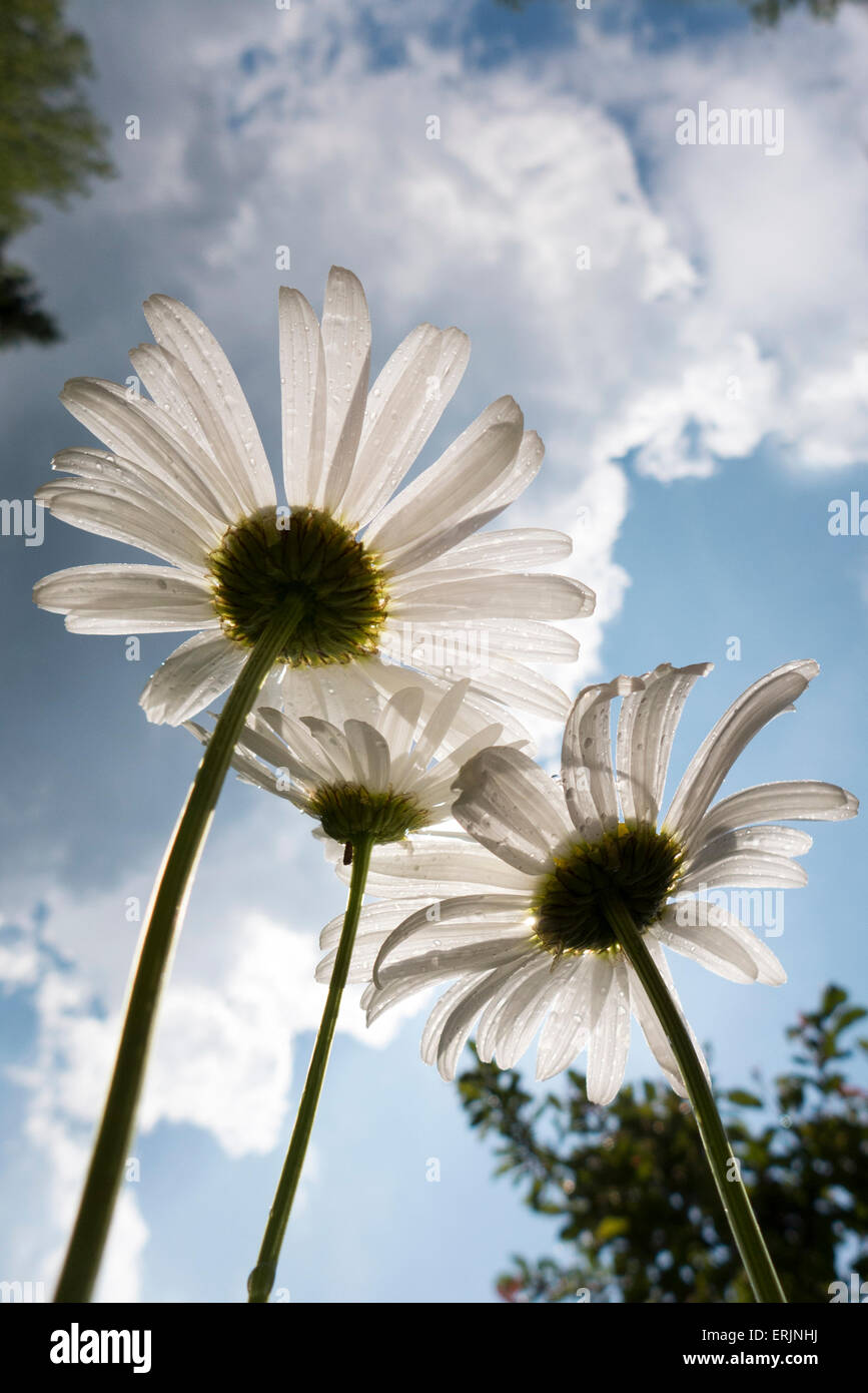 Daises flower hi-res stock photography and images - Alamy