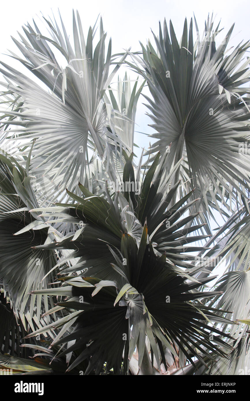 Gray Fronds #2 Stock Photo - Alamy