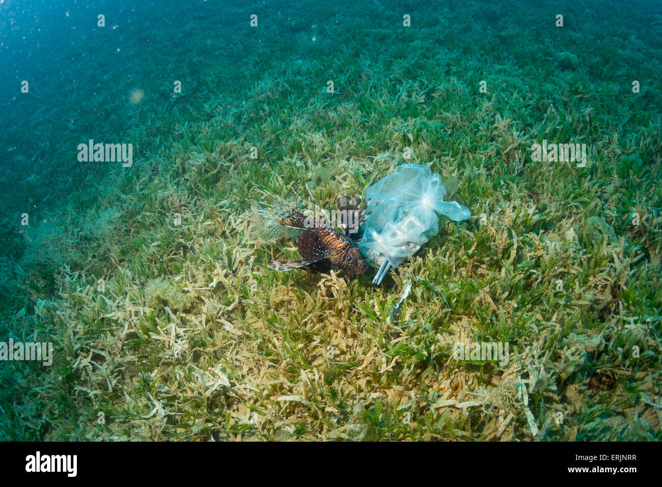 Underwater trash hi-res stock photography and images - Alamy