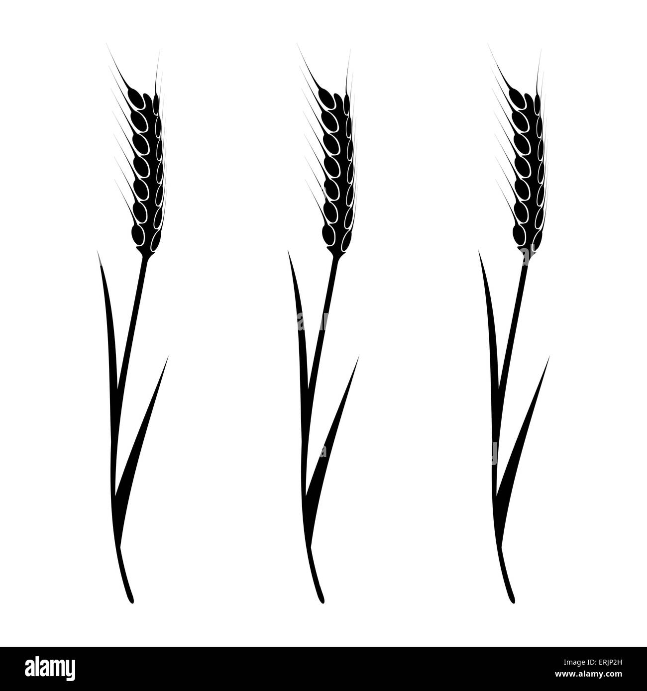 Stylized wheat Black and White Stock Photos & Images - Alamy
