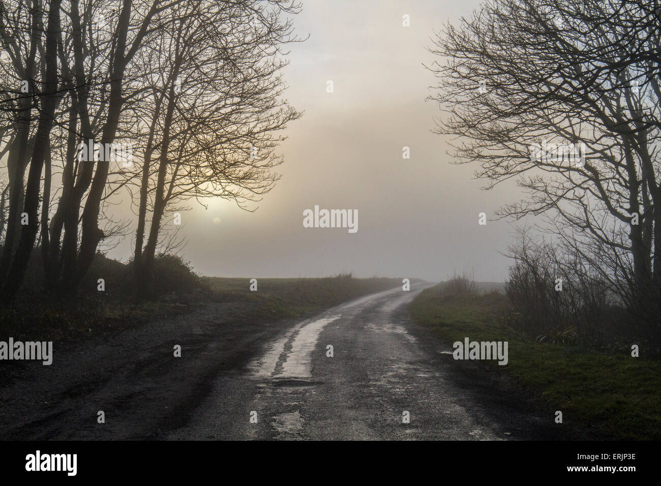 wet road leading to misty fog through trees Stock Photo - Alamy