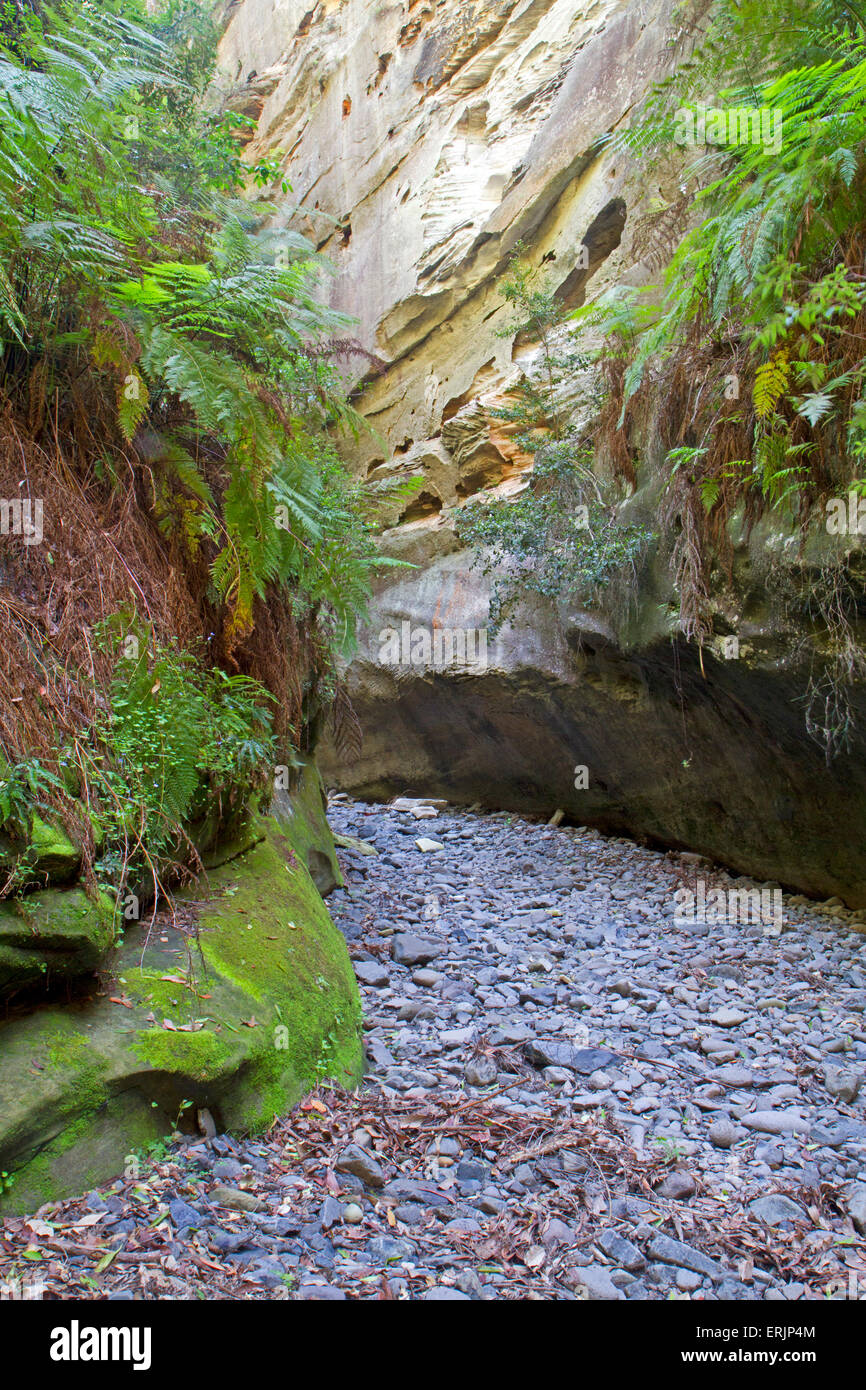 Boowinda Gorge, a side gorge inside Carnarvon Gorge Stock Photo - Alamy