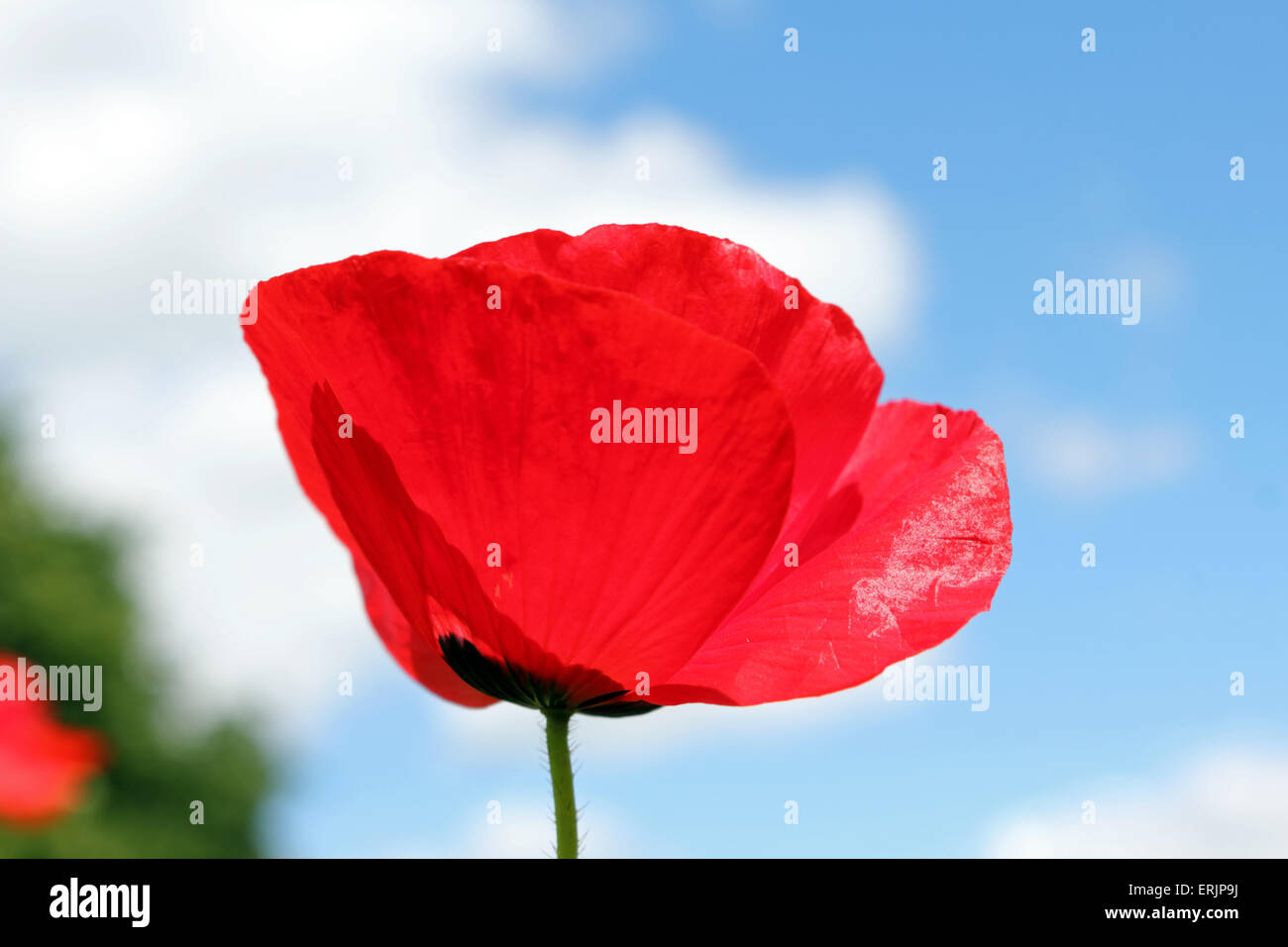 Hampton Common, SW London UK. 3rd June 2015. A field of poppies in ...