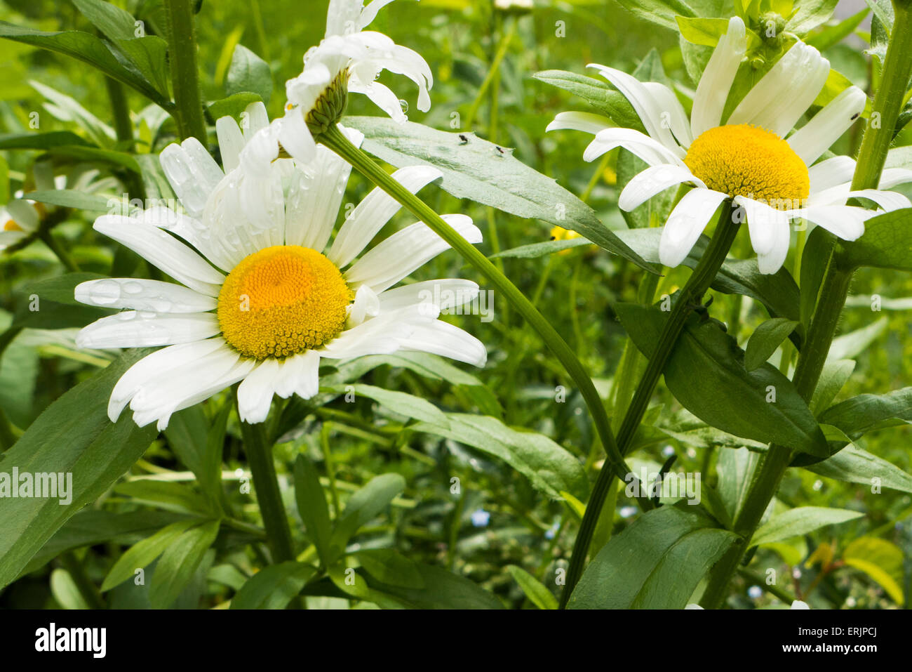 Common daises hi-res stock photography and images - Alamy