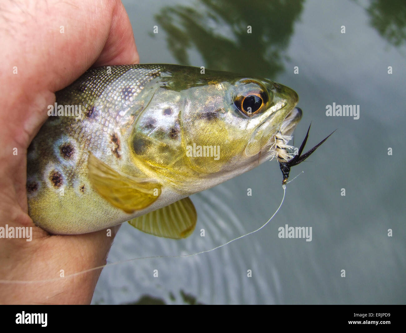 Mayfly fly fishing on an englsih chalksteam Stock Photo - Alamy