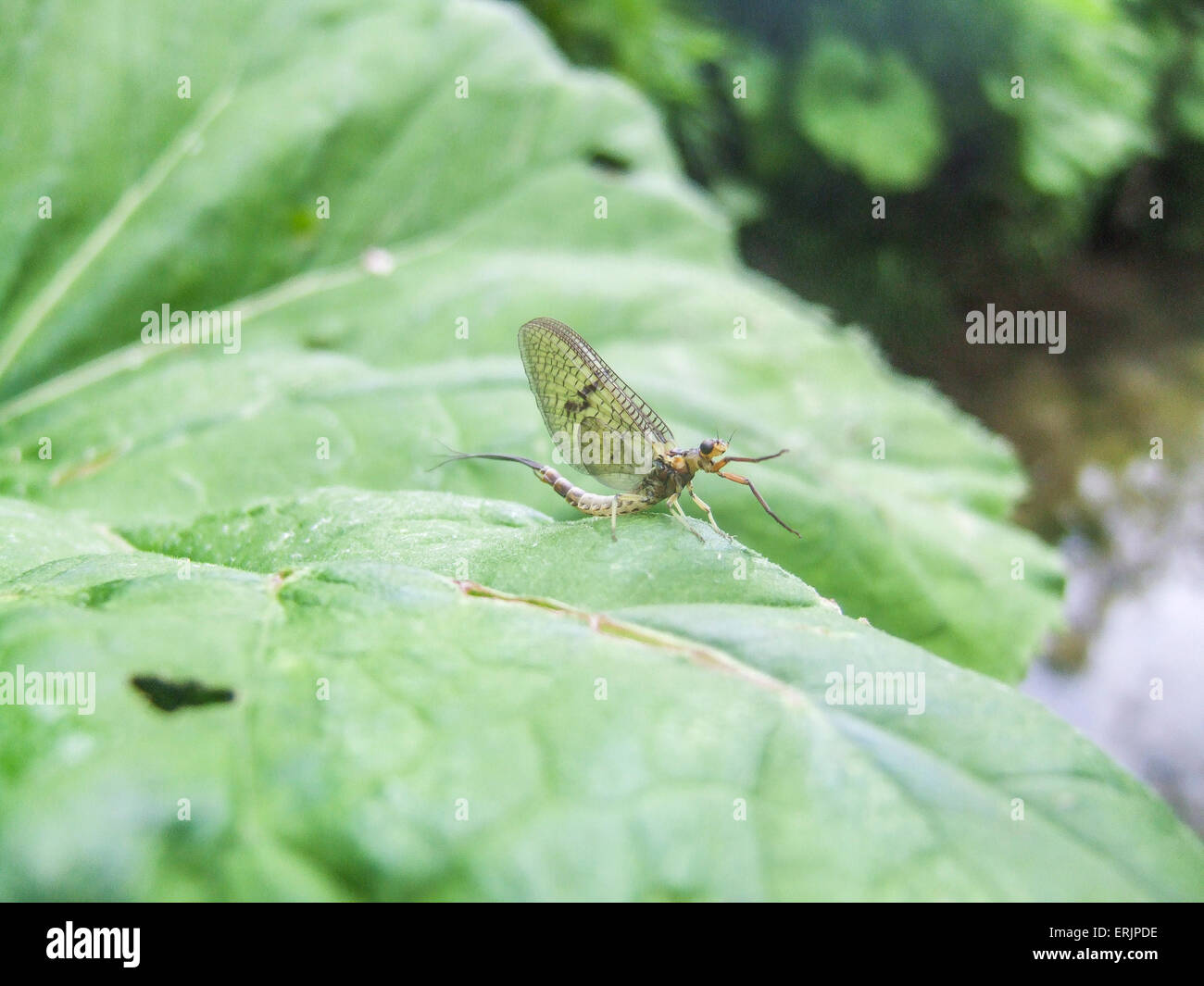 Mayfly fly fishing on an englsih chalksteam Stock Photo - Alamy