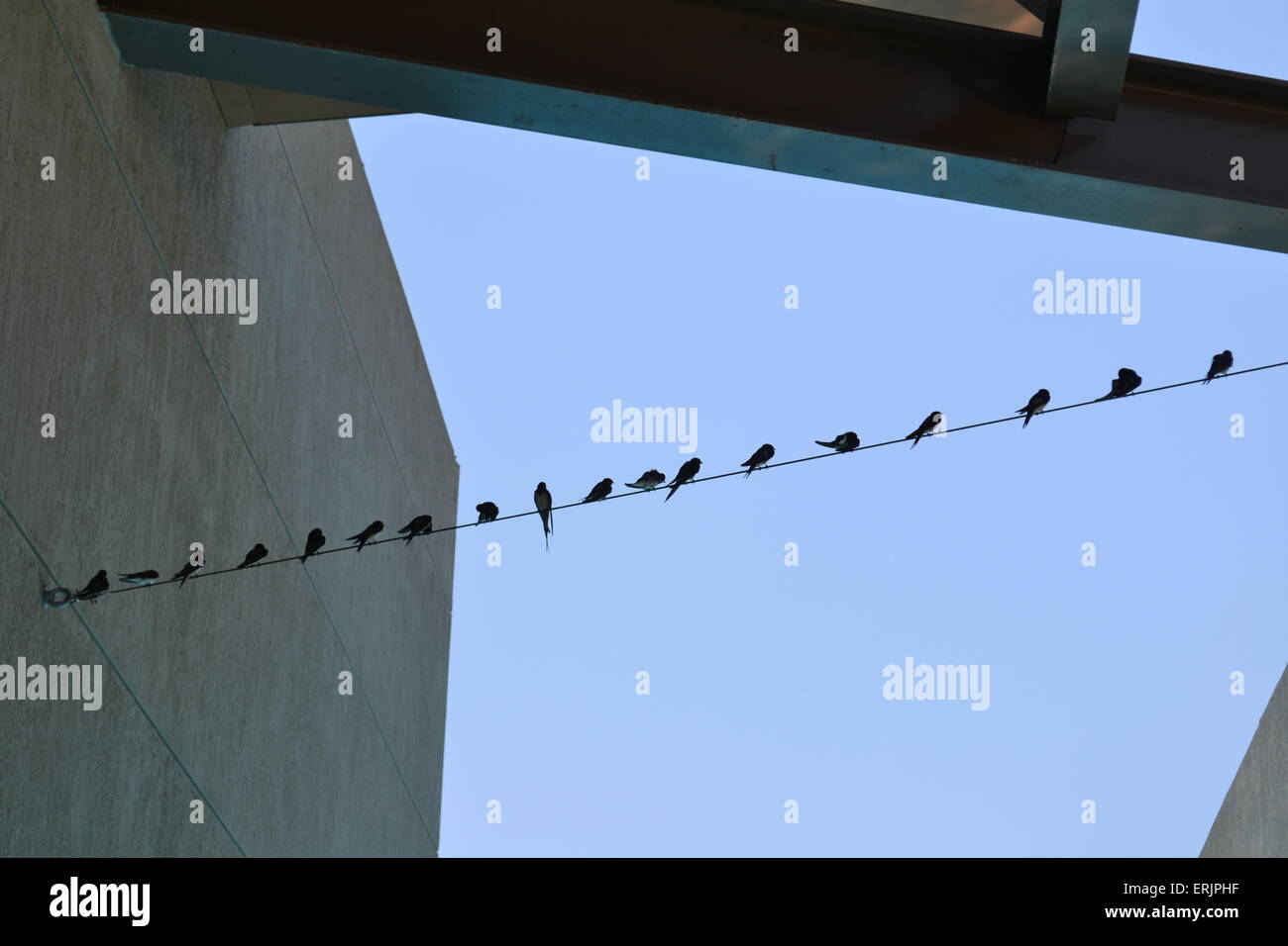 Birds on a wire Stock Photo - Alamy