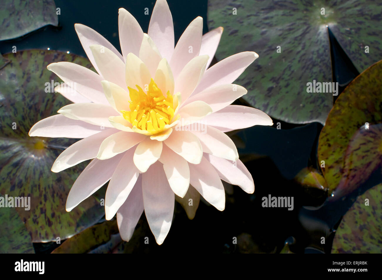A close up of a water lily captured in a garden at morning Stock Photo ...