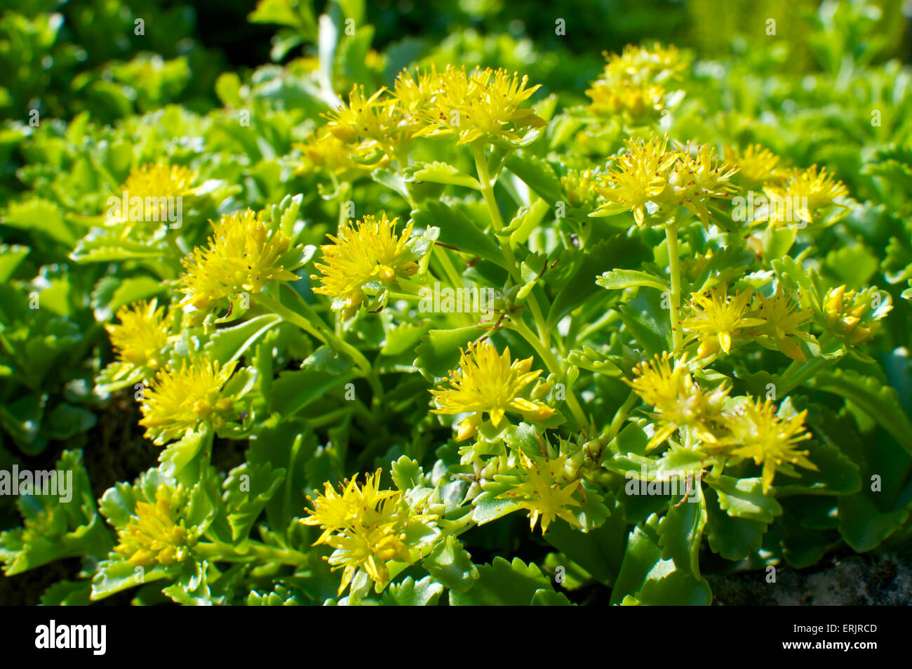 Flowers of this Alps' plant, which is a typical specie of this ...