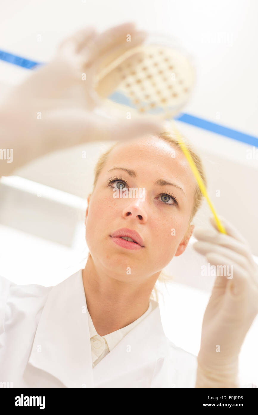 Scientist observing petri dish Stock Photo - Alamy