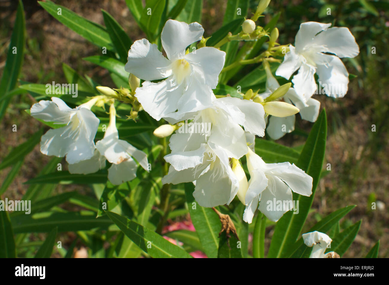 Nerium oleander flowers, captured in a garden. This is a poisoning ...