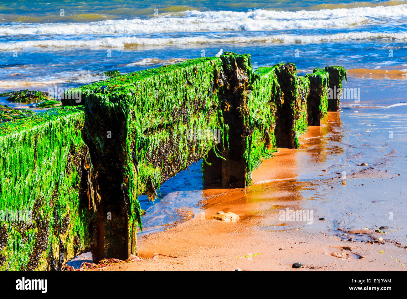 Beach scenes in Dawlish, South Devon, England, UK Stock Photo - Alamy