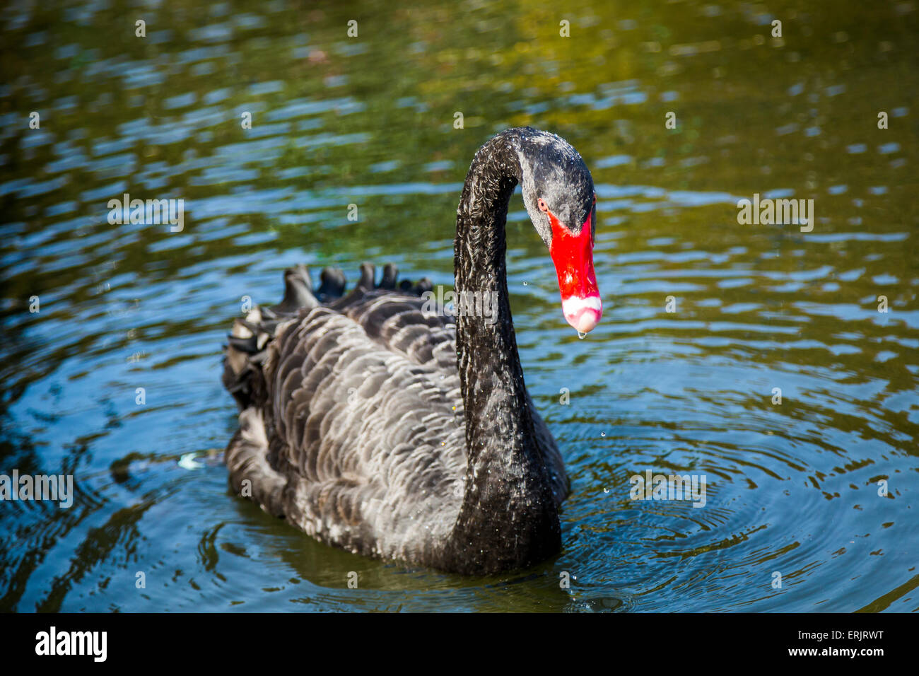 Black swan in river Dawlish Brook at Dawlish, South Devon, England, UK ...