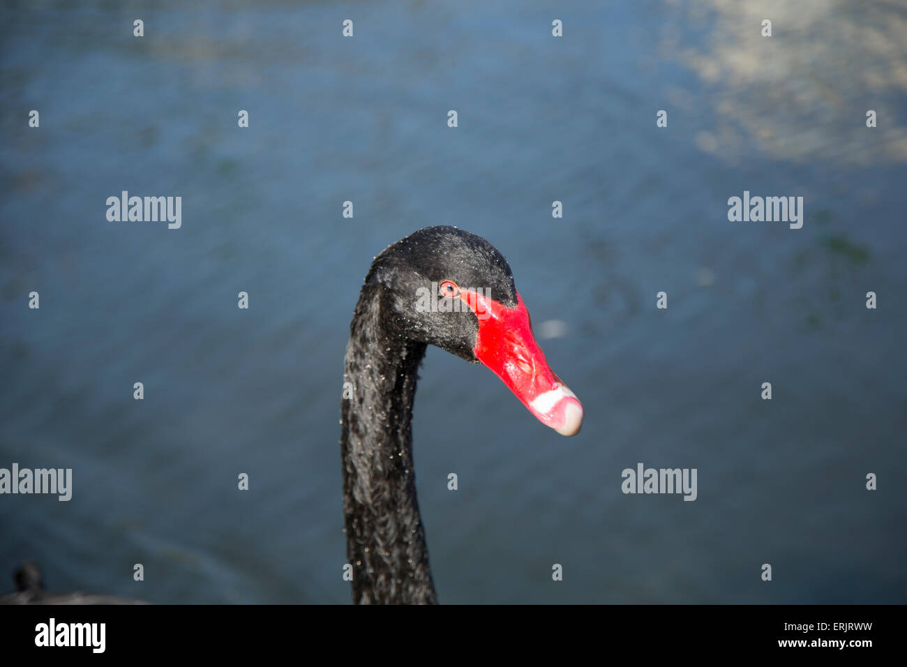 Black swan in river Dawlish Brook at Dawlish, South Devon, England, UK ...