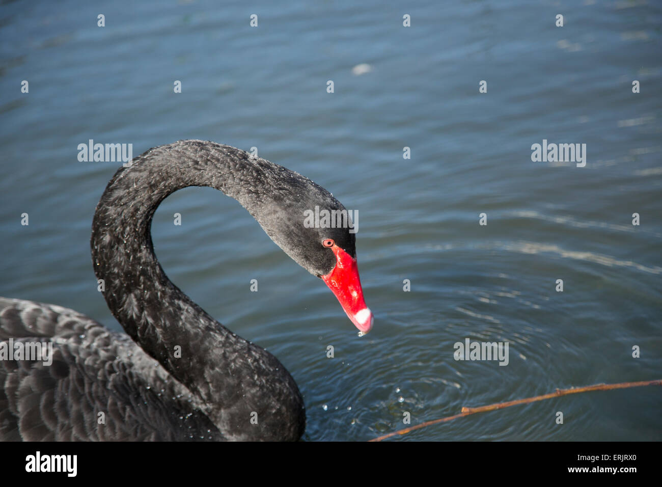 Black swan in river Dawlish Brook at Dawlish, South Devon, England, UK ...