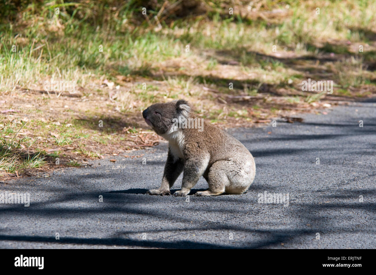 Koala Bear on Road Stock Photo - Alamy