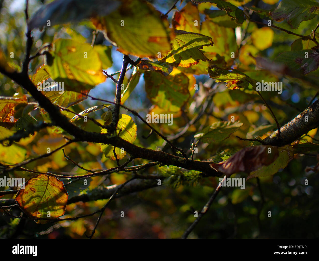 Hazelnuts autumn leaves hi-res stock photography and images - Alamy