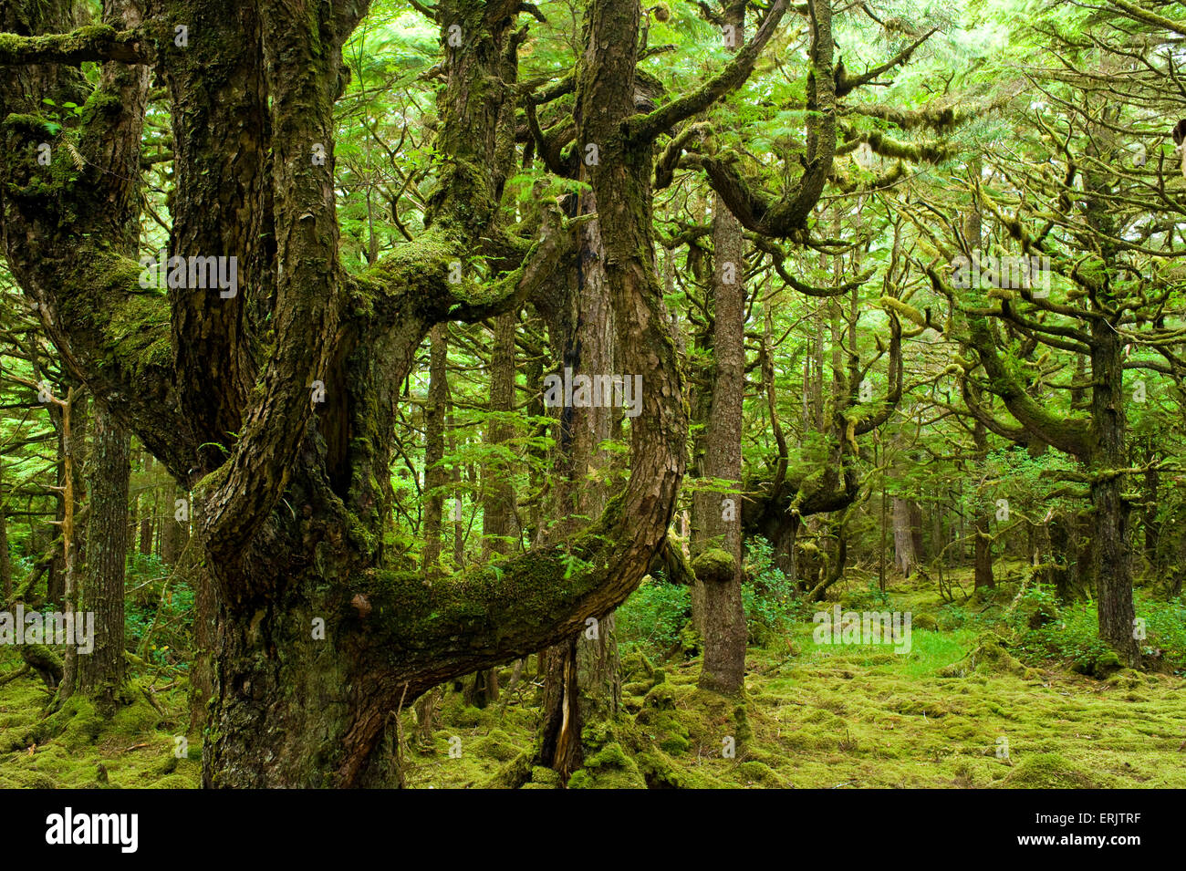 Old Growth Hemlock Trees, Naikoon Provincial Park, Queen Charlotte ...