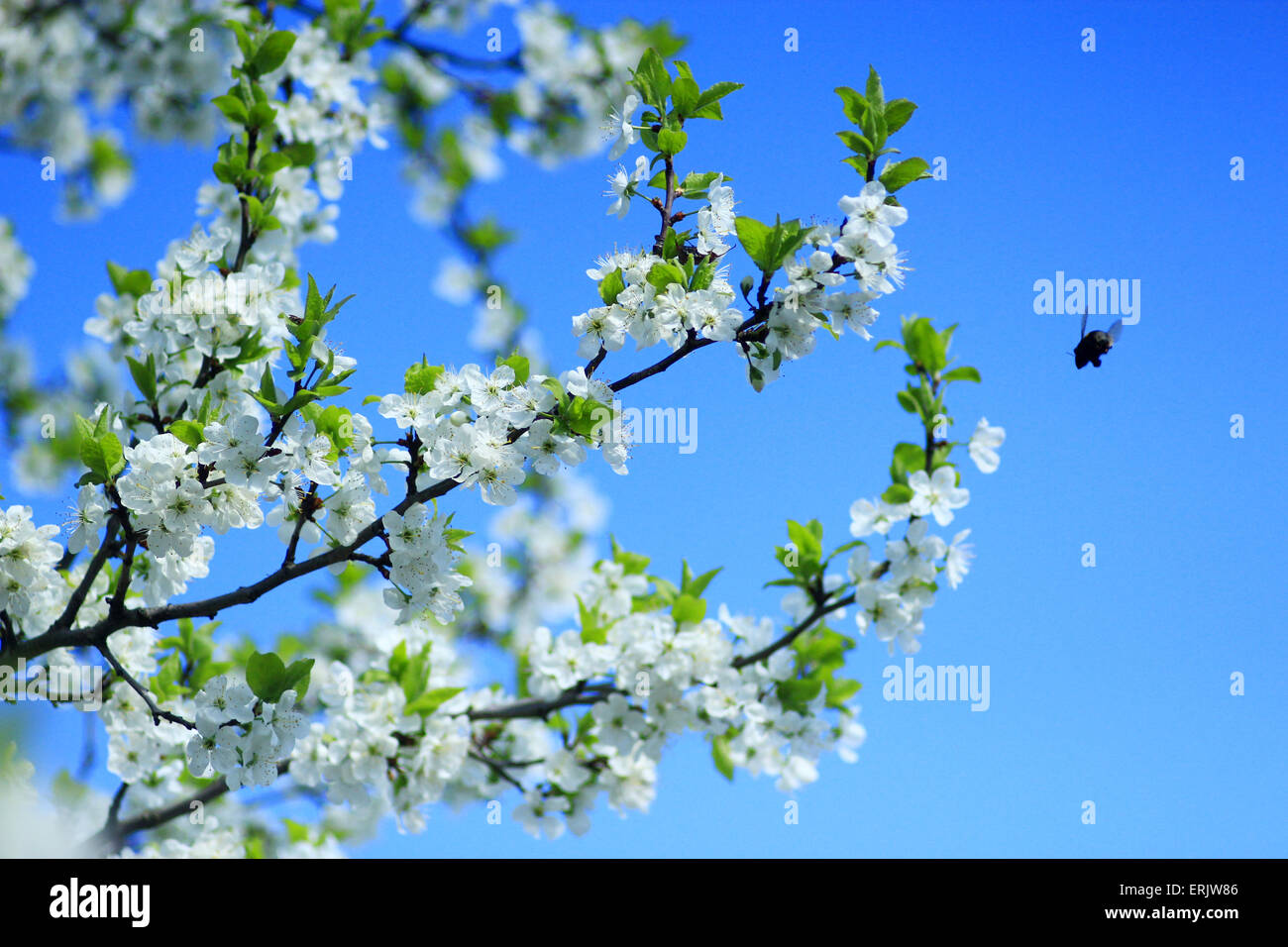 Mayflower tree flower hi-res stock photography and images - Alamy