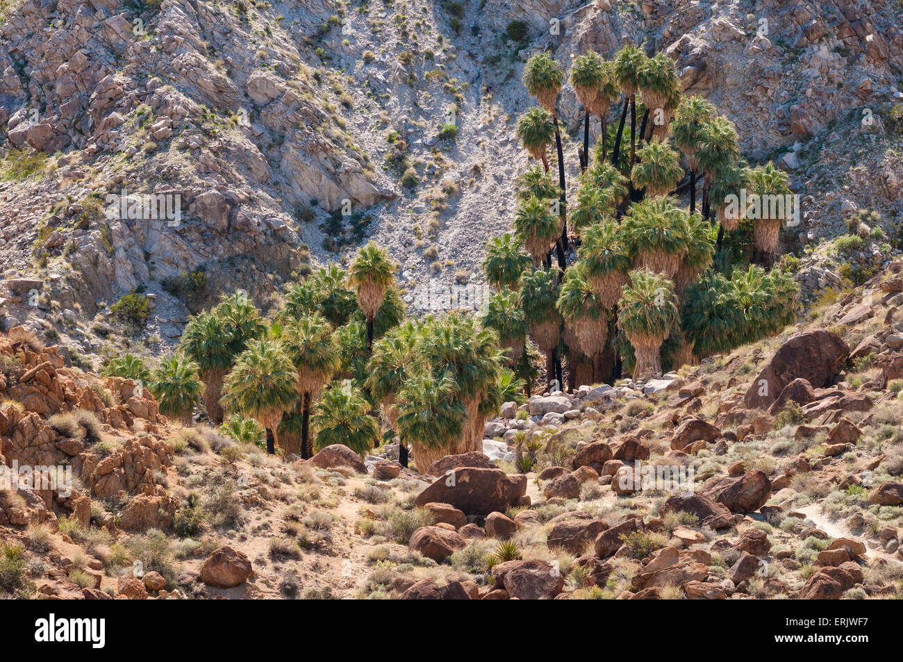 49 Palms Oasis Trail, Joshua Tree National Park, California Stock Photo ...