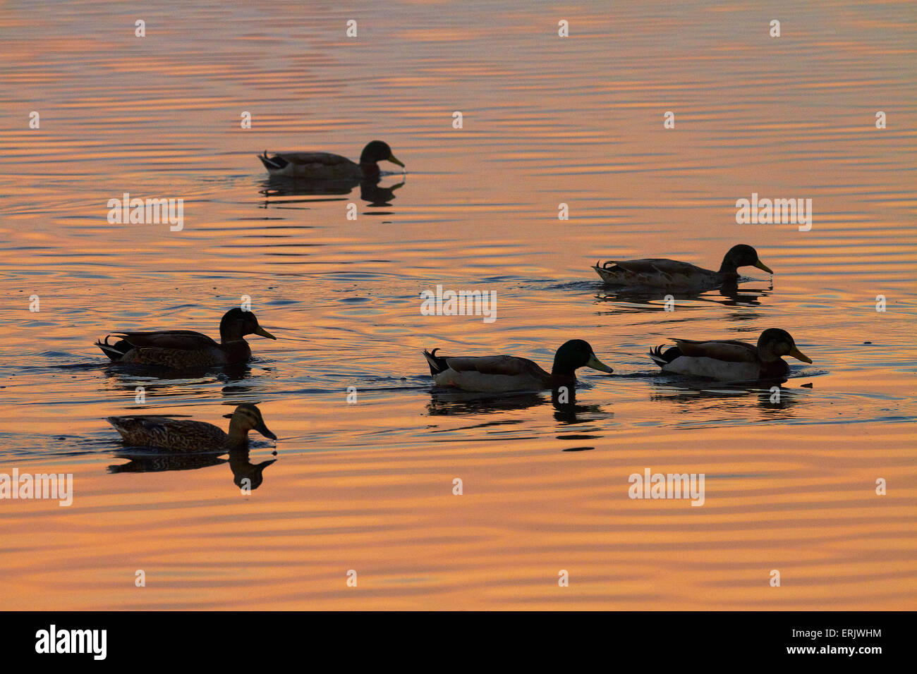 Ducks on Lake Rotoroa at sunrise, Hamilton, Waikato, North Island, New ...