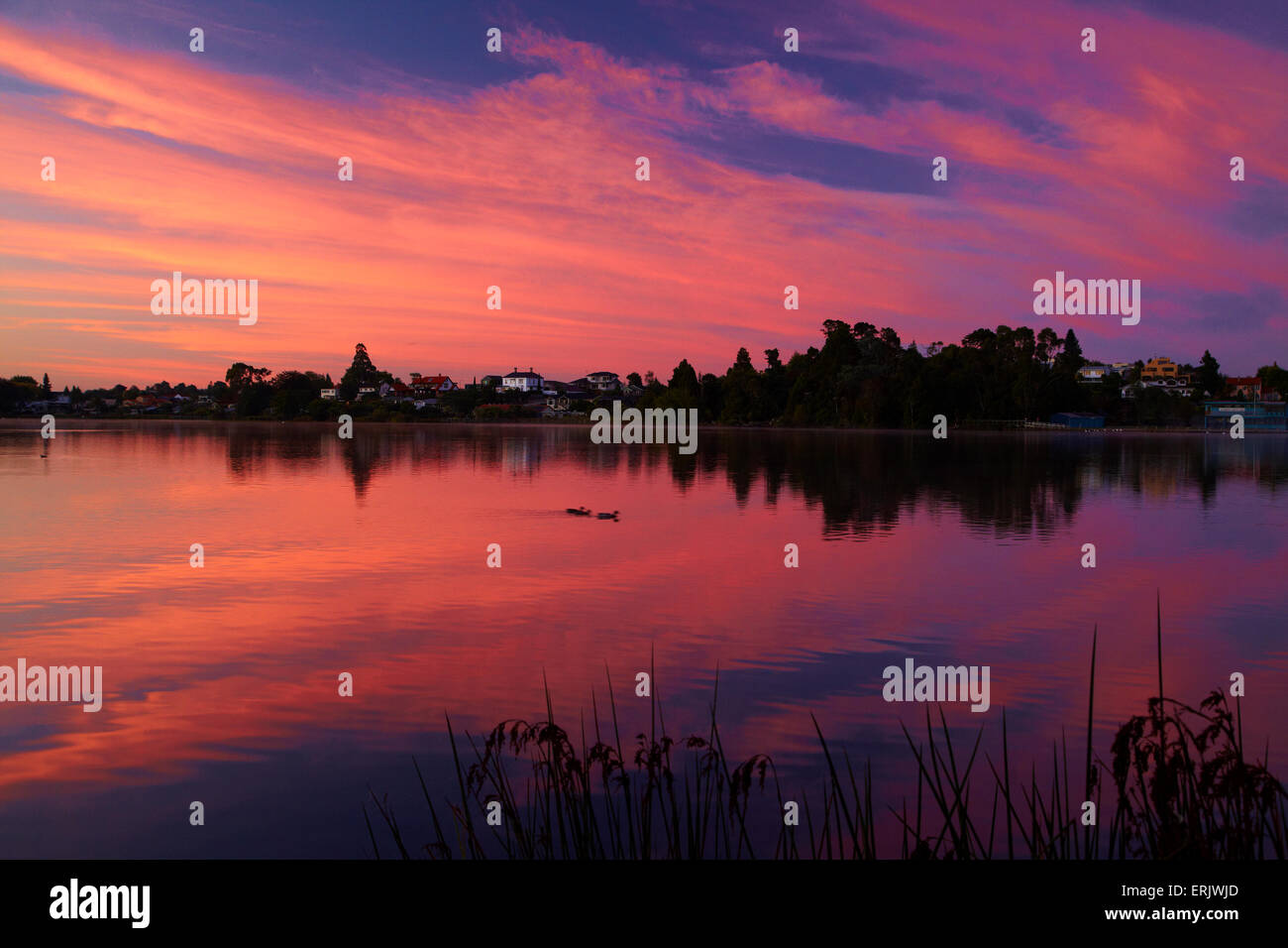 Hamilton Lake Domain, New Zealand High Resolution Stock Photography and ...