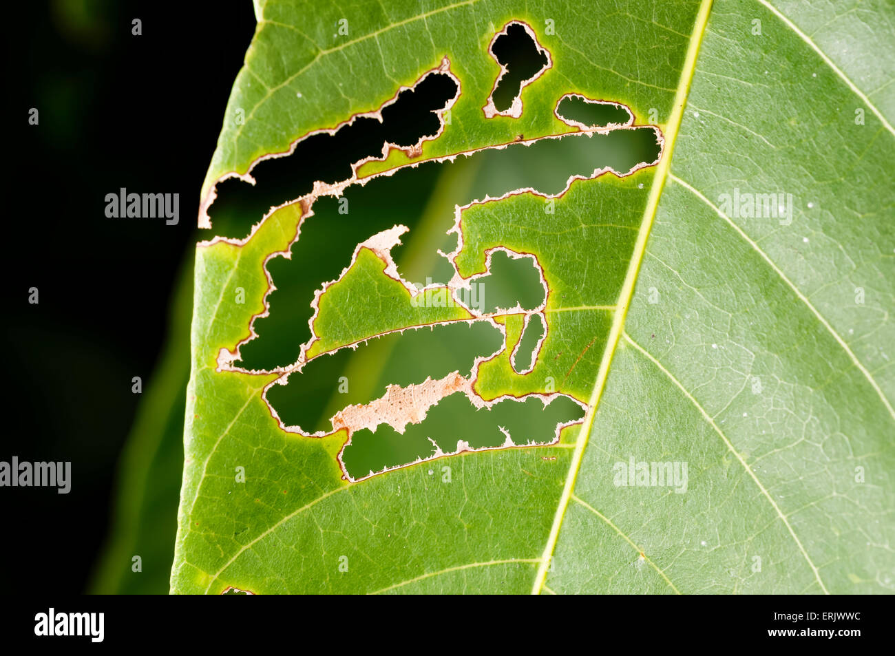 Leaves attack by Weevil Stock Photo - Alamy
