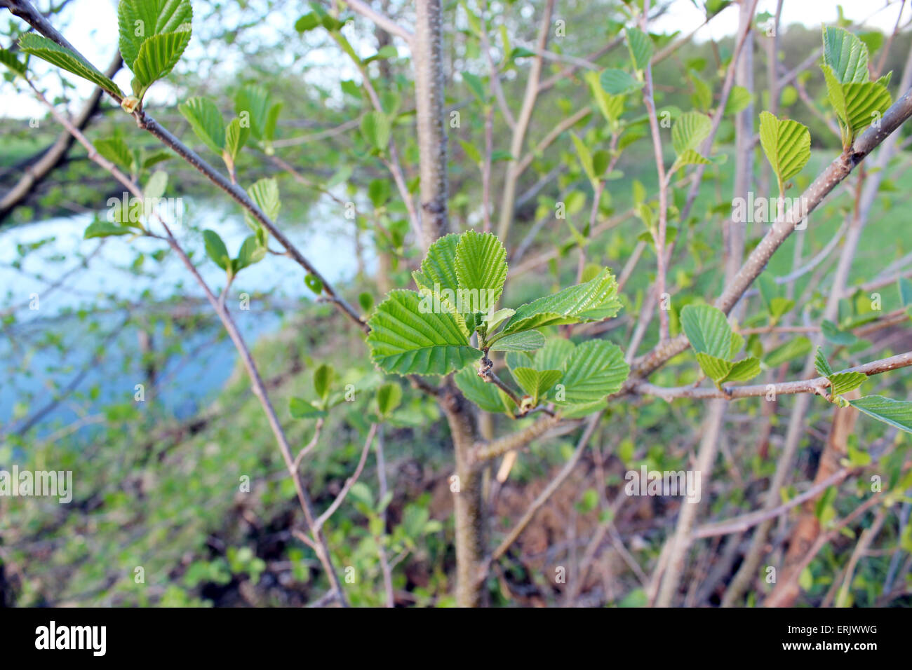 Young alder forest hi-res stock photography and images - Alamy