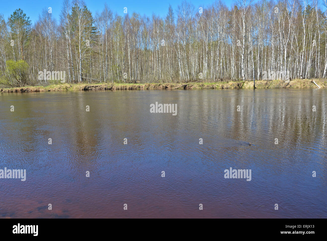 River spring landscape. Russian spring. The river is in a national Park ...