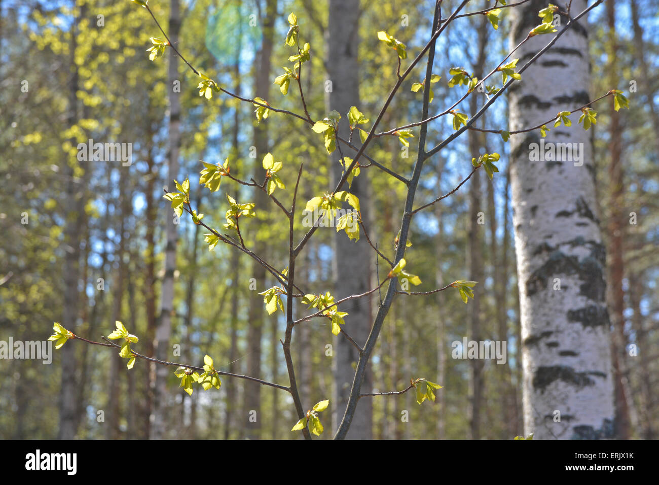 The first on the branches of birch. Spring green trees in the national ...