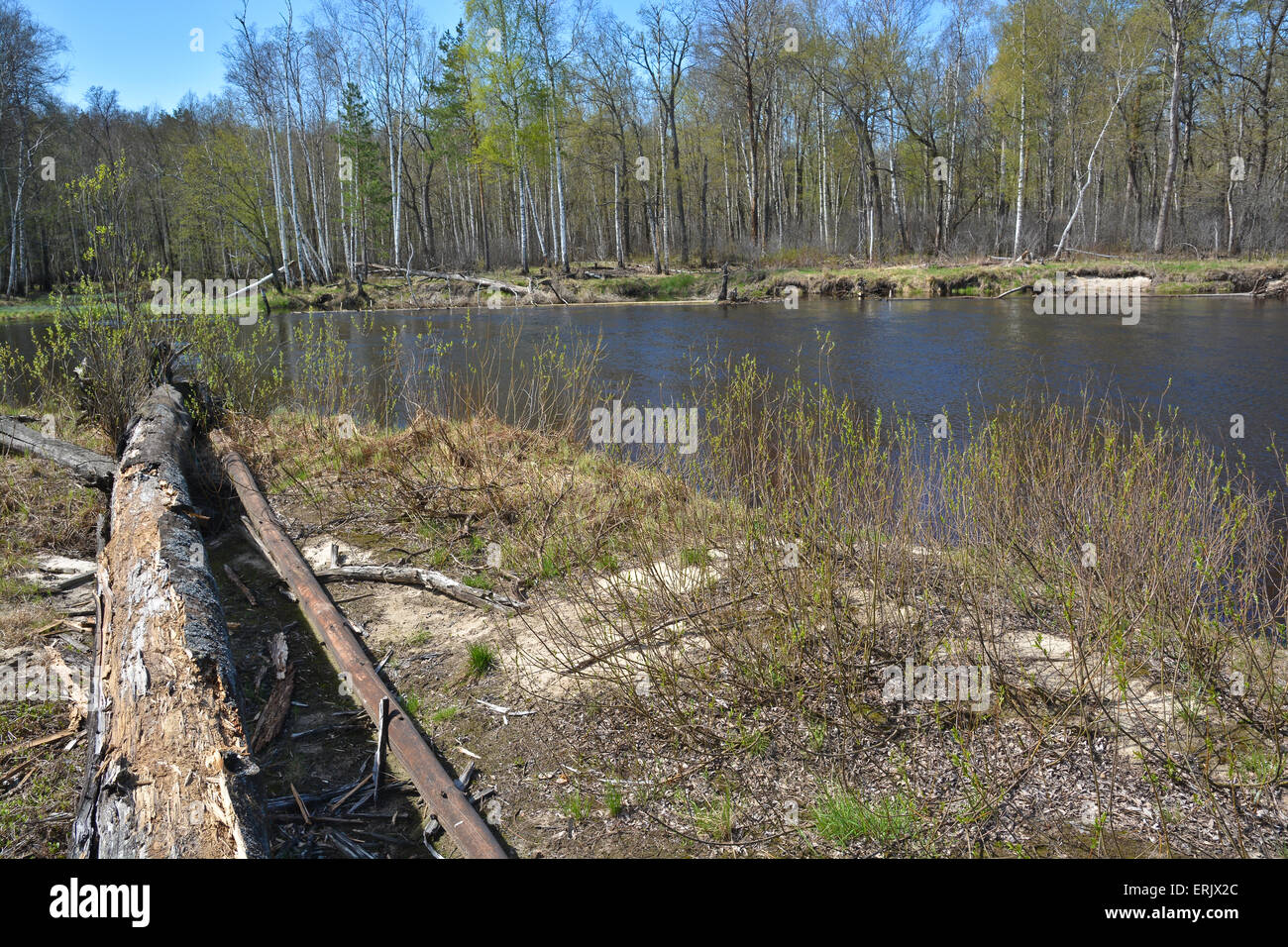 Spring on the forest river. The river is in a national Park near Ryazan ...