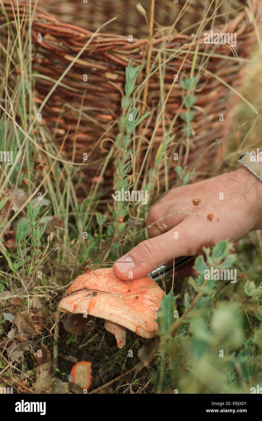 Hand picked saffron hi-res stock photography and images - Alamy