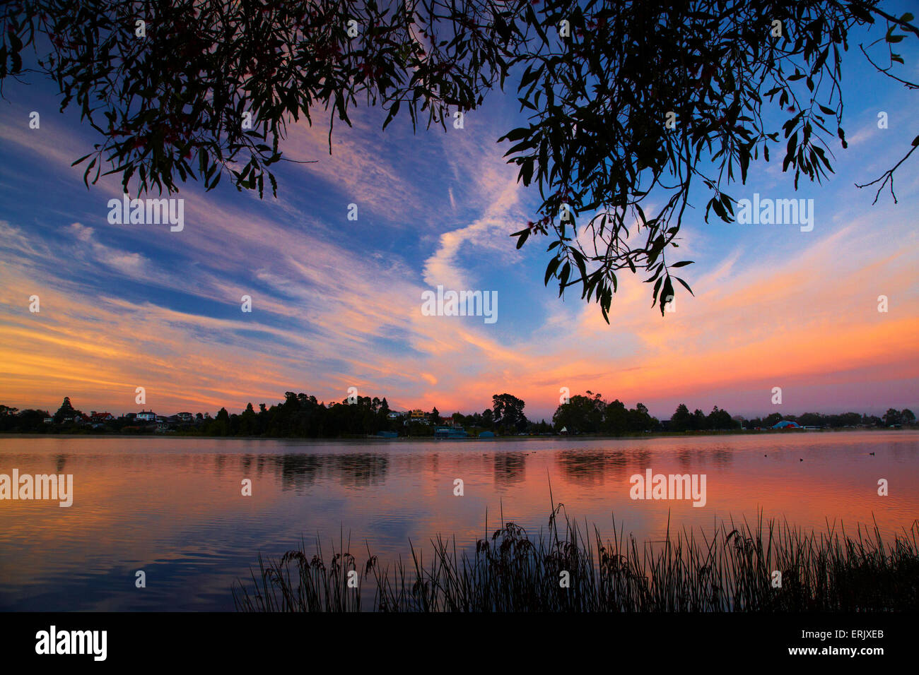 Hamilton Lake Domain, New Zealand High Resolution Stock Photography and ...