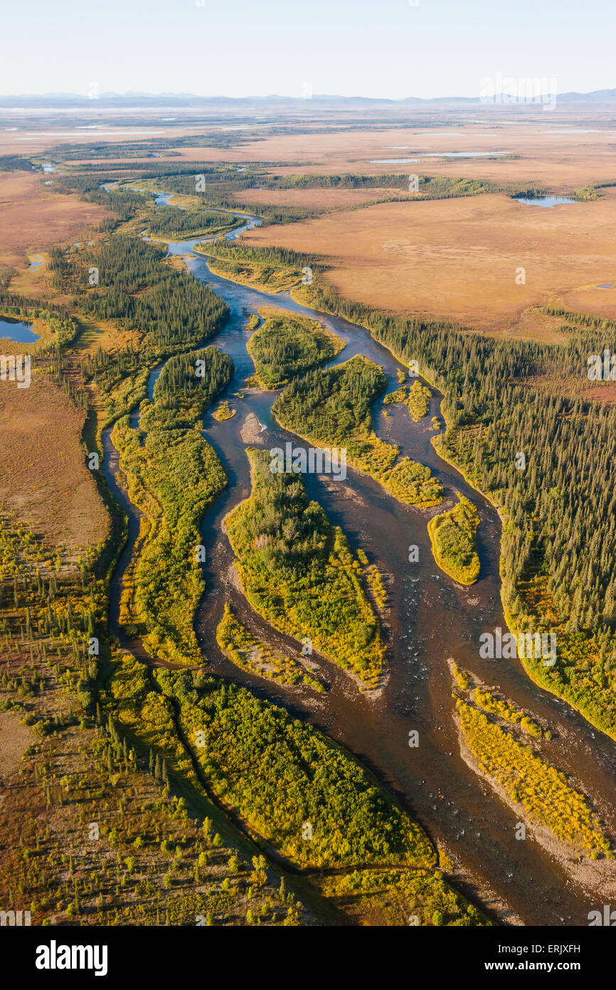 Aerial view of streams and the surrounding trees, Arctic Alaska, Summer ...