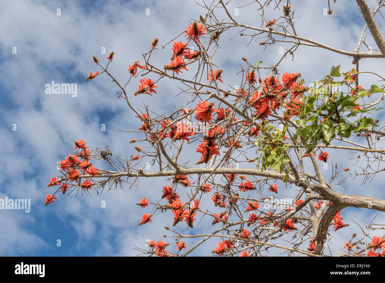 "Common Coral Tree" in San Diego Zoo Stock Photo - Alamy