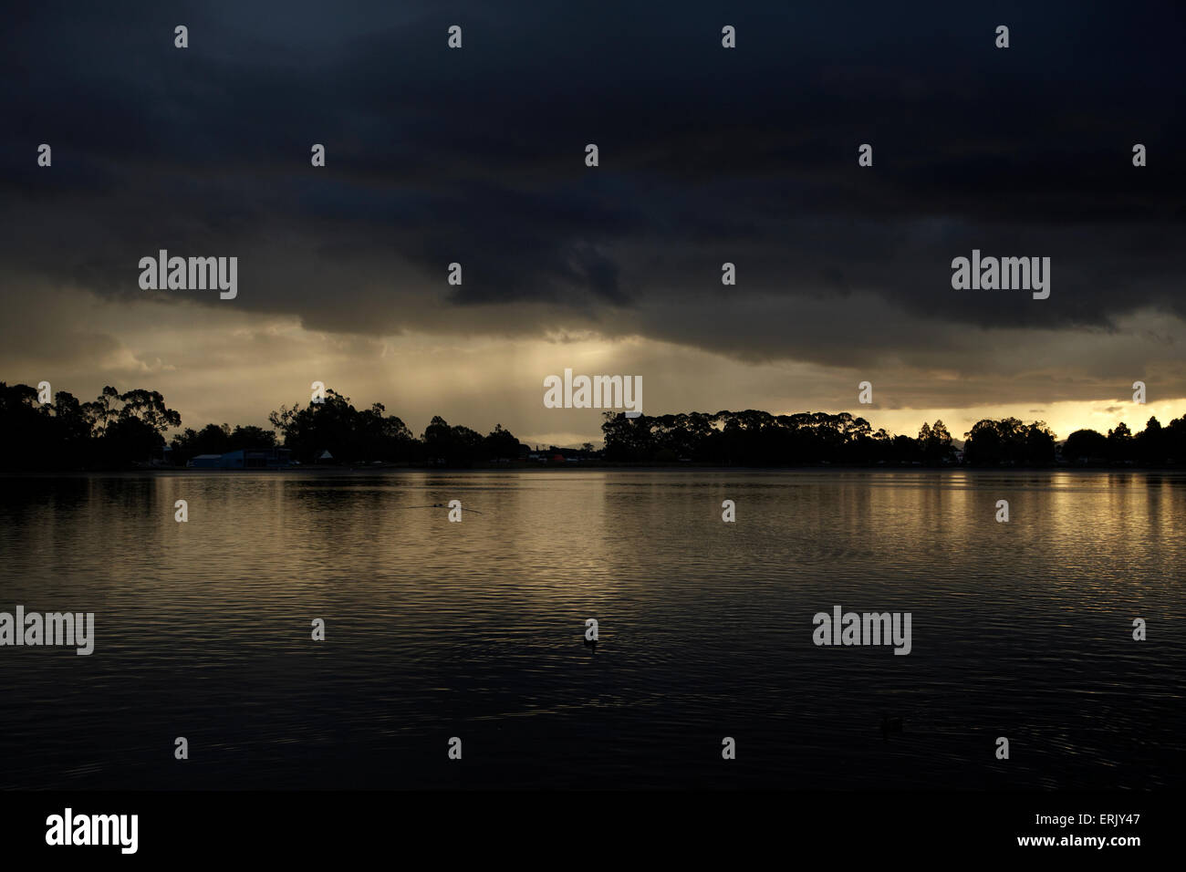 Hamilton Lake Domain, New Zealand High Resolution Stock Photography and ...