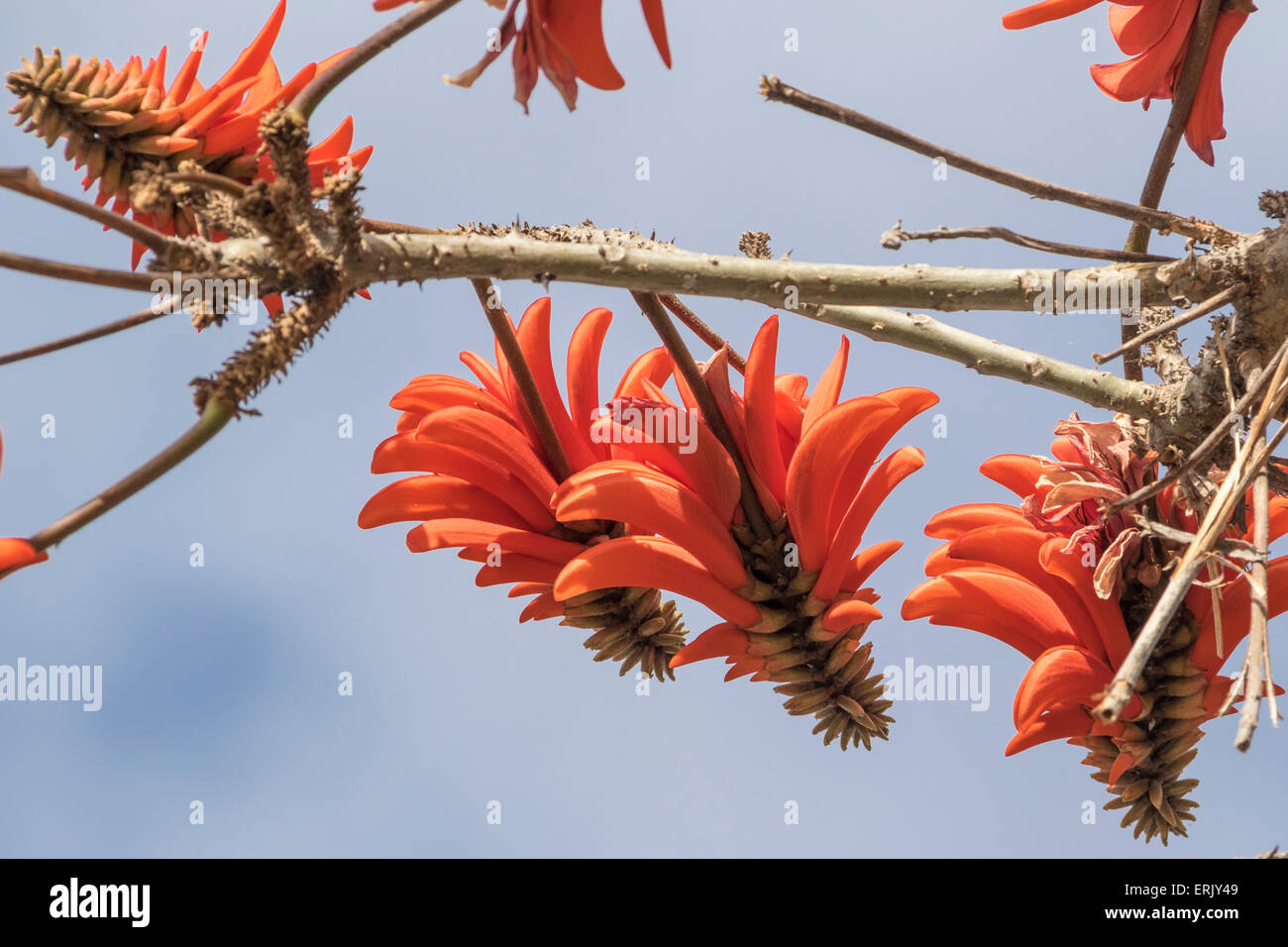 Coral Tree High Resolution Stock Photography and Images - Alamy