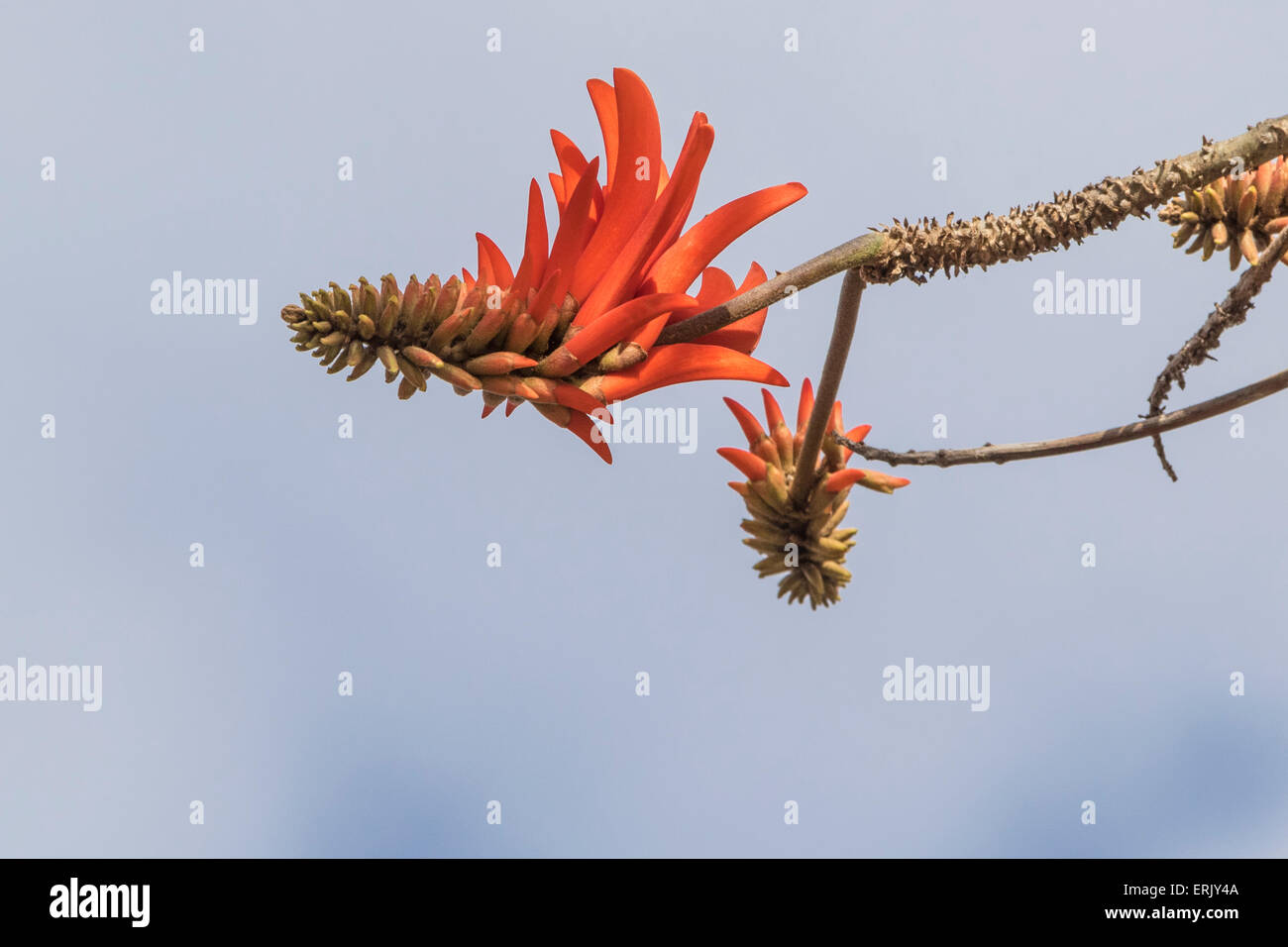 Common tree of united states hi-res stock photography and images - Alamy