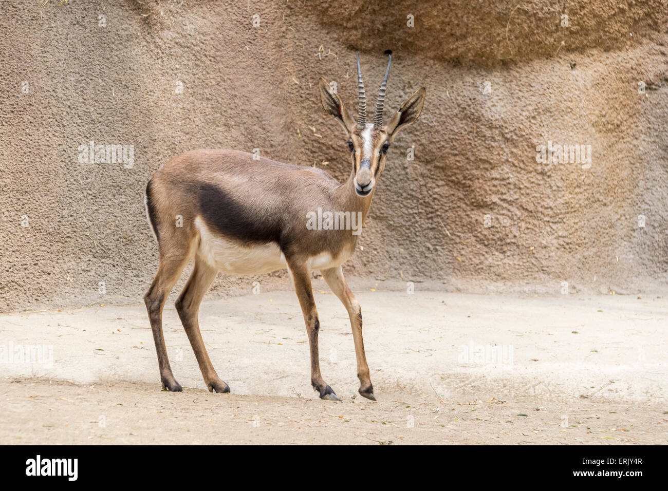 Cuvieri gazella hi-res stock photography and images - Alamy