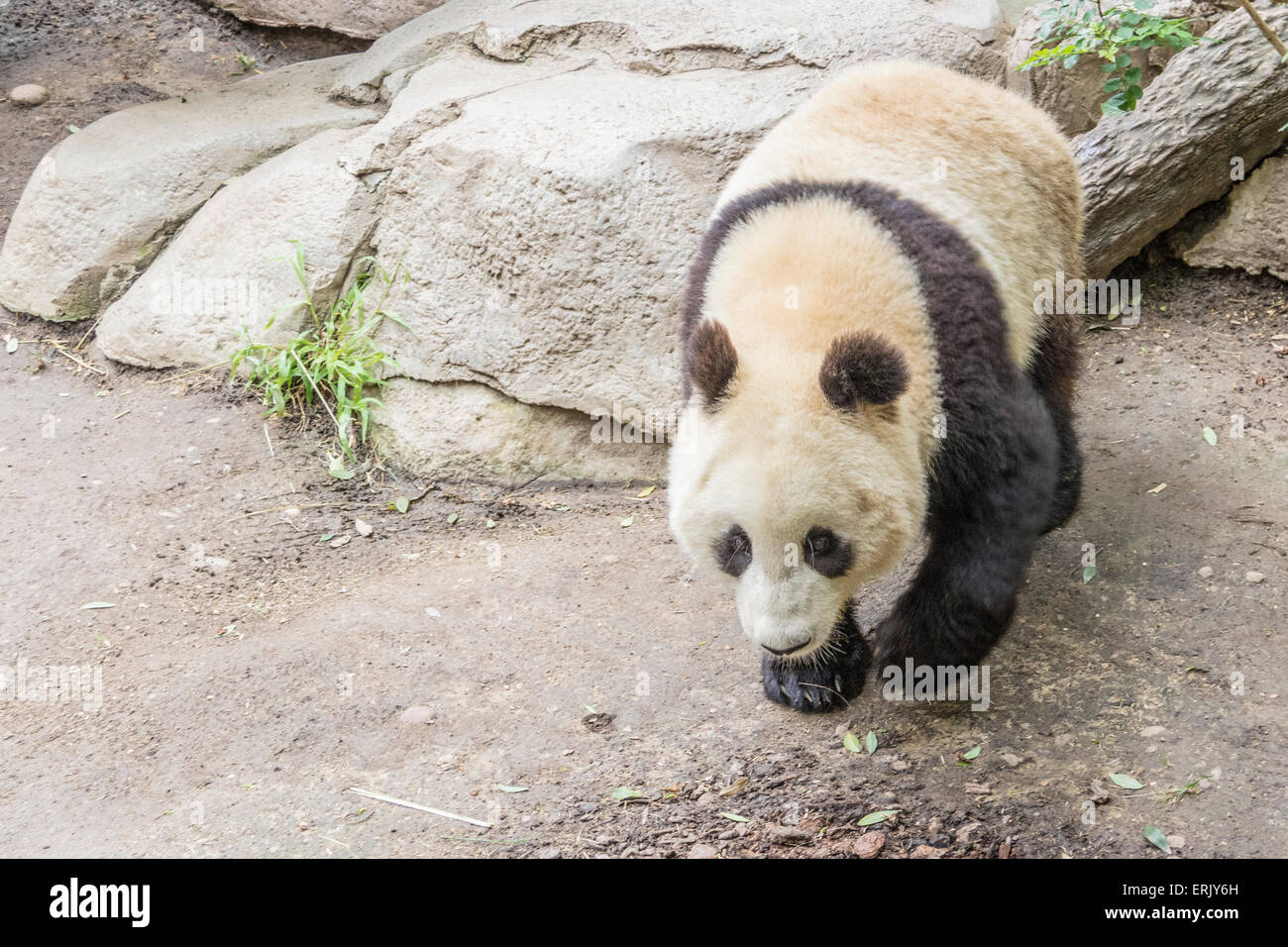 "Giant Panda Bear" Cub at San Diego Zoo Stock Photo - Alamy
