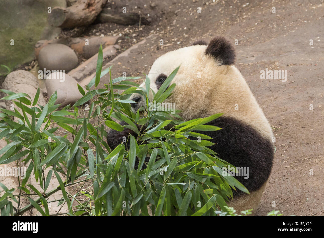"Giant Panda Bear" Cub at San Diego Zoo Stock Photo - Alamy