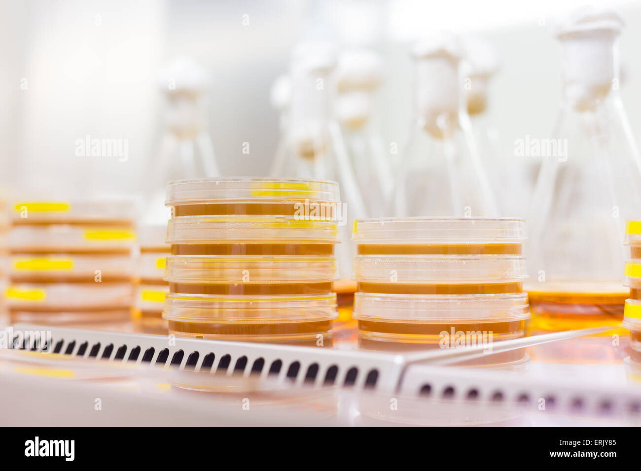 Petri dish in laminar flow Stock Photo - Alamy