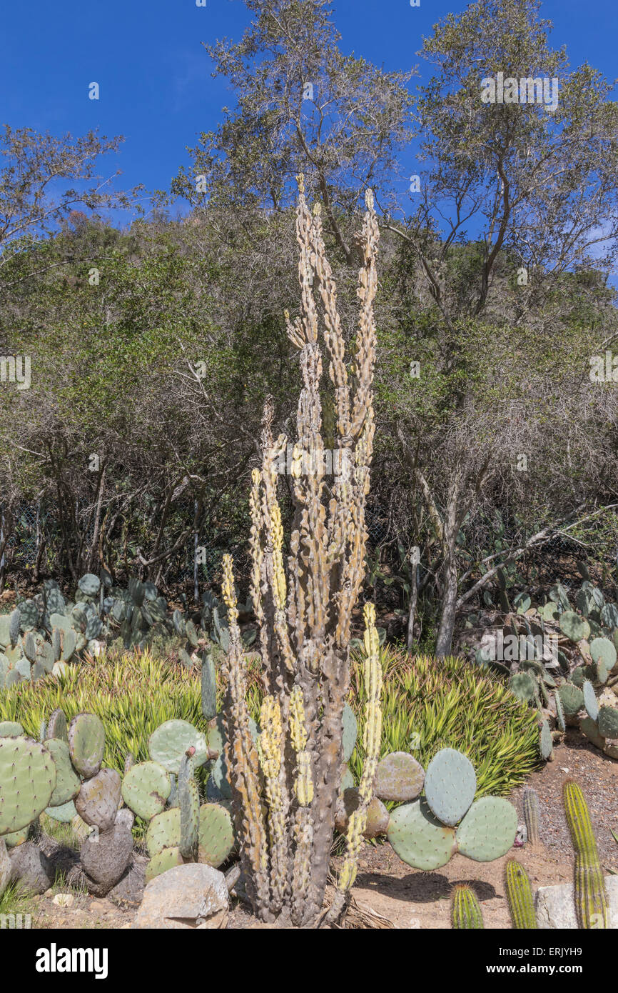 "Monster Cactus" in "Wrigley Memorial Botanical Garden" on Catalina ...