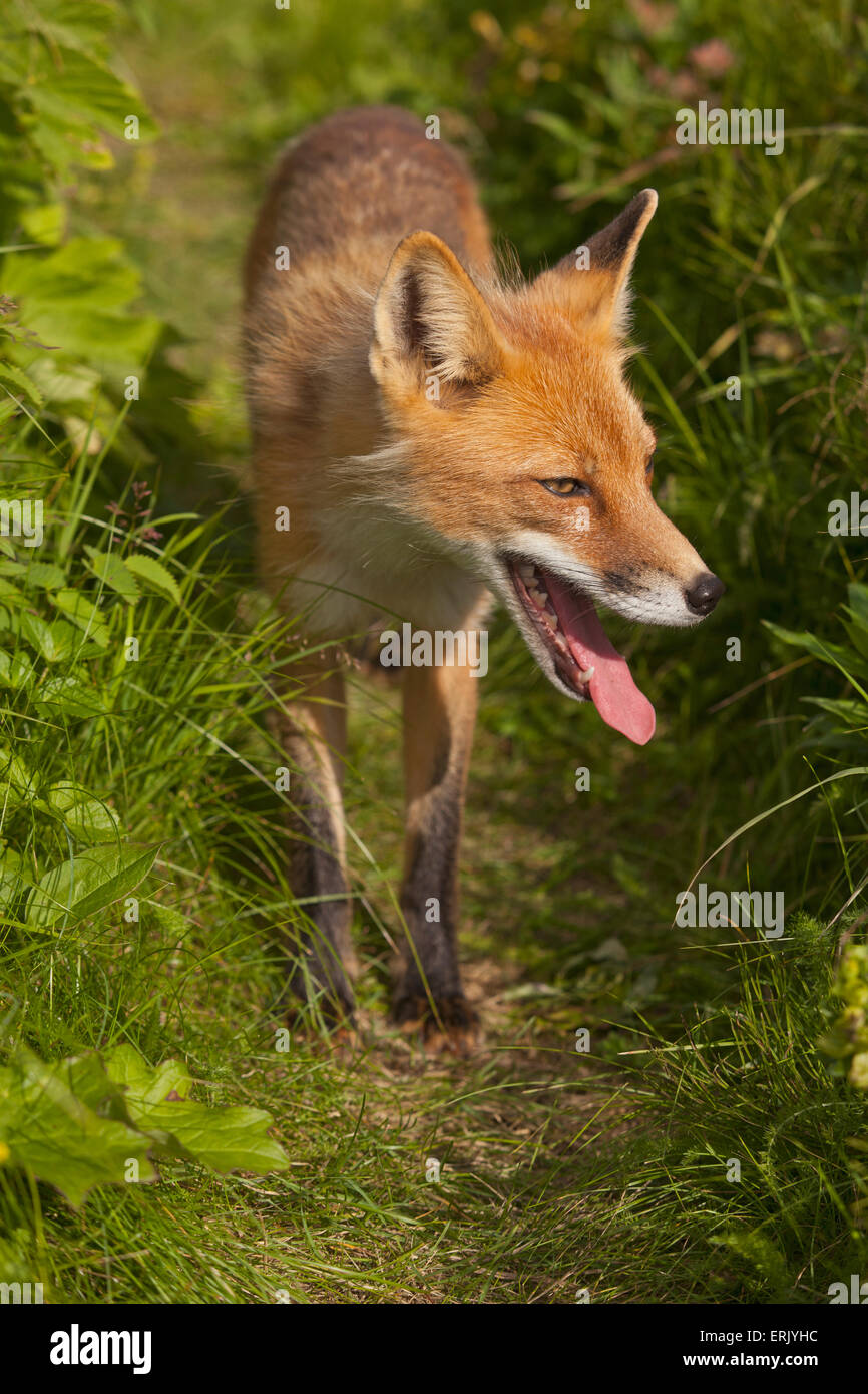 USA,Alaska,Red Fox,Wild,Round Island Stock Photo - Alamy