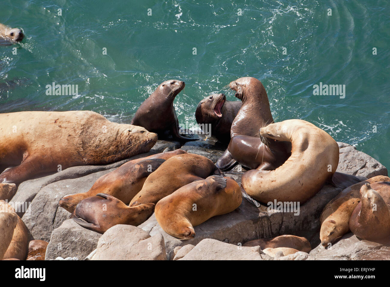Lion round hi-res stock photography and images - Alamy