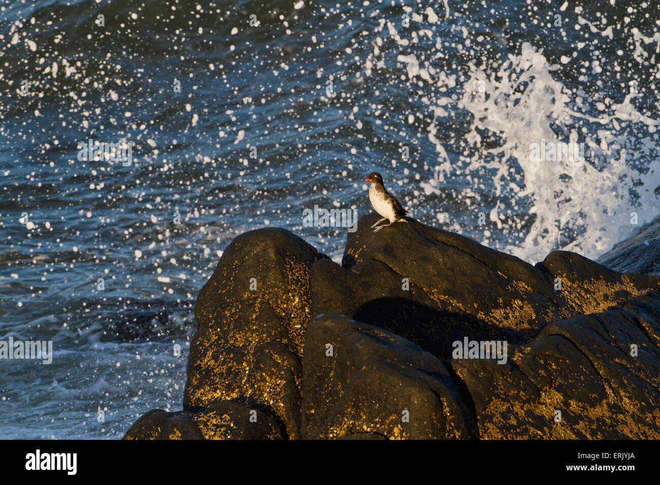Round island in alaska hi-res stock photography and images - Alamy