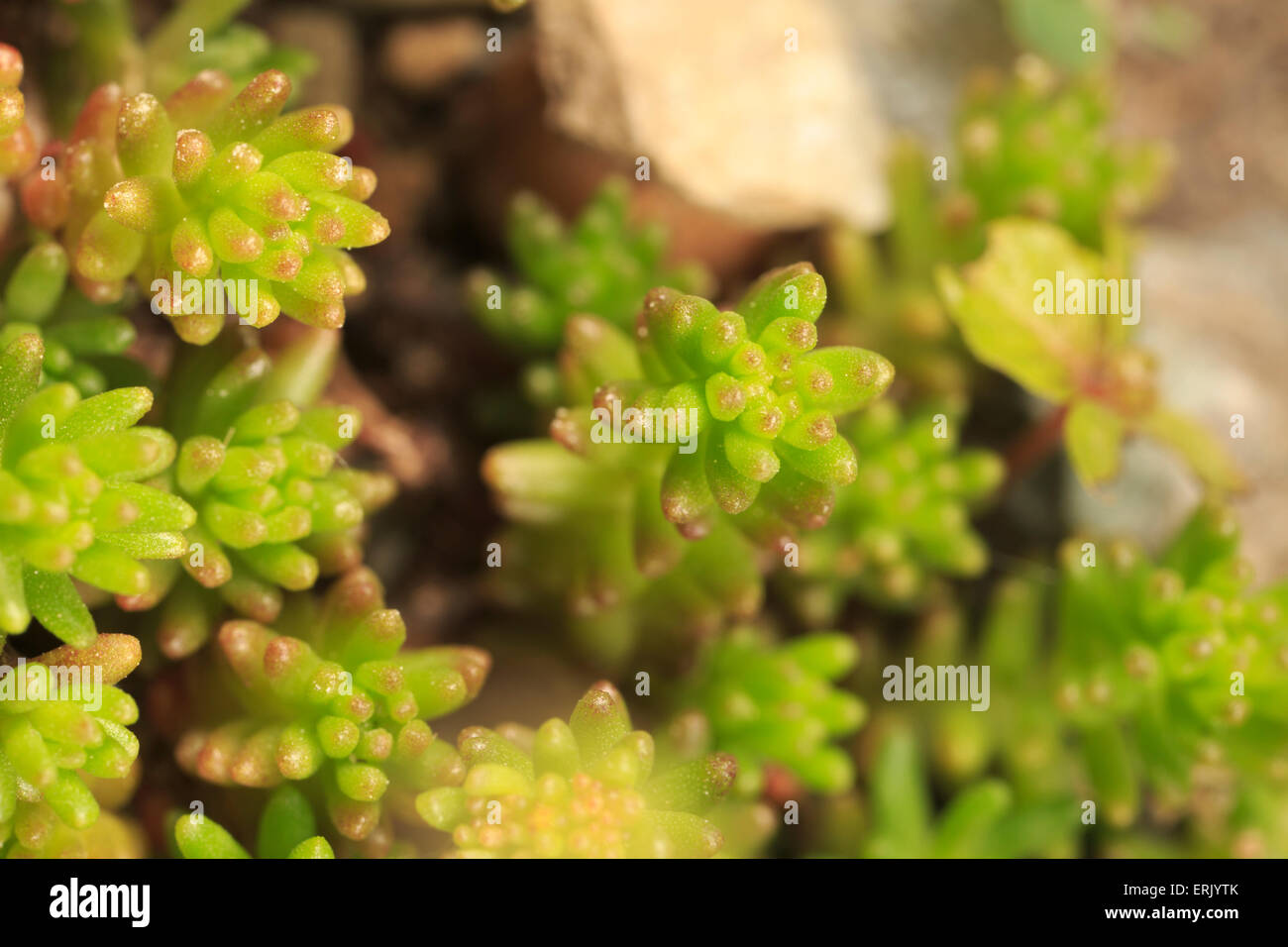 Sedum plant hi-res stock photography and images - Alamy