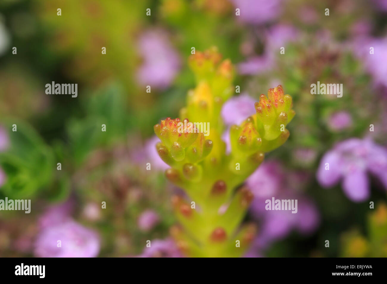 Sedum flower stem Stock Photo - Alamy