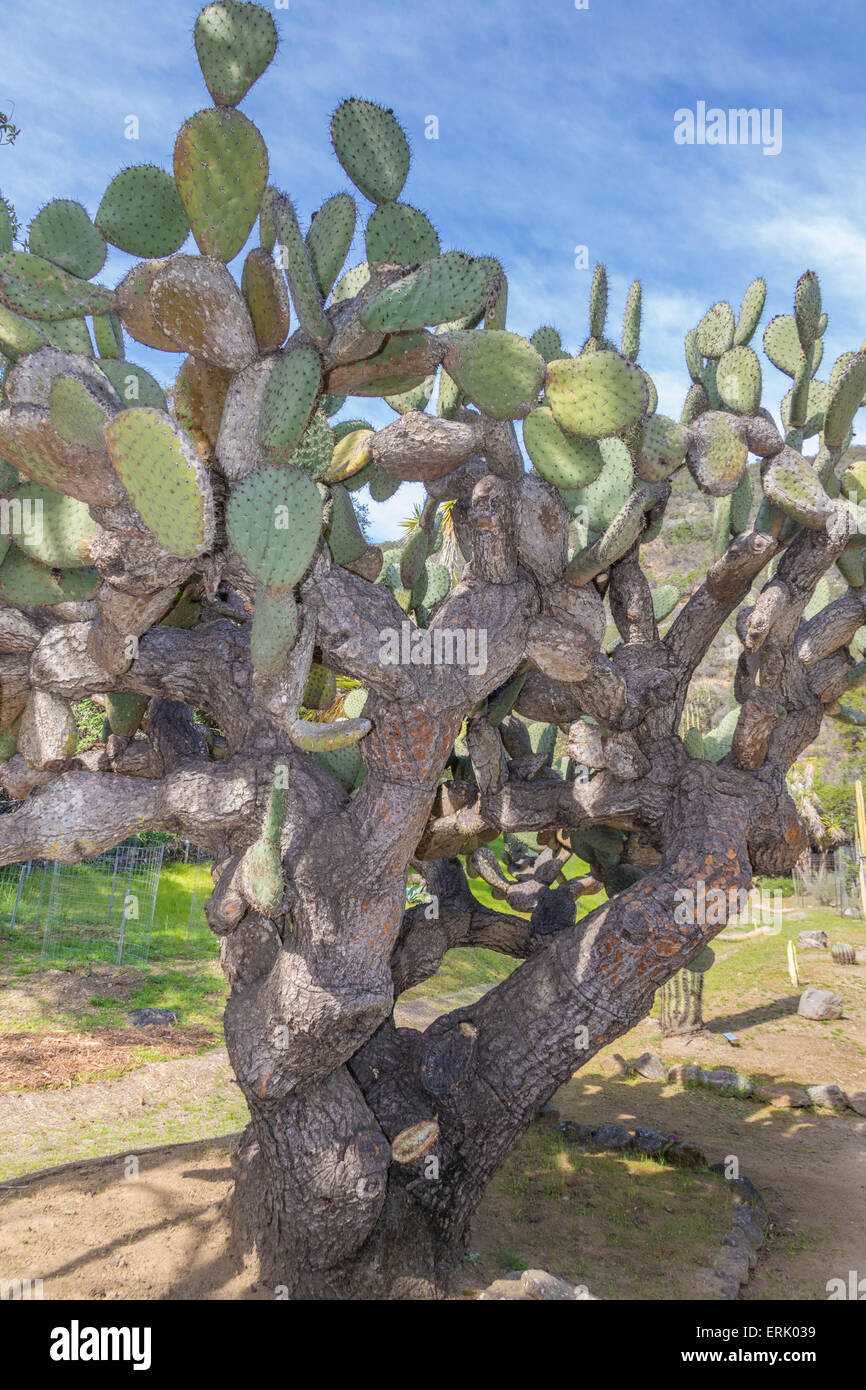 Opuntia streptacantha hi-res stock photography and images - Alamy